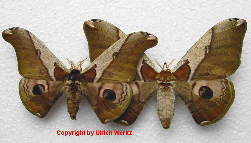 SATURNIIDAE World Homepage für den Saturniidenfreund